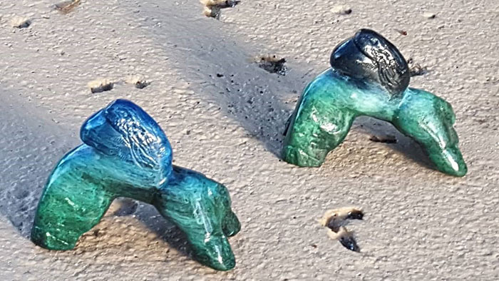 William Schaaf - Dunedin Fine Art Center